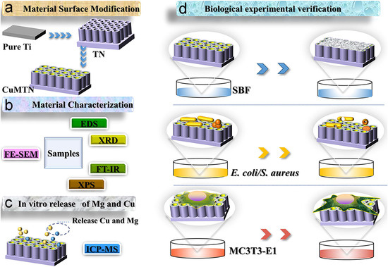 Biomimetics | Free Full-Text | Various Antibacterial Strategies Utilizing Titanium Dioxide ...