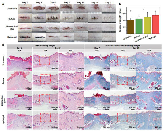 Injectable Biomimetic Gels for Biomedical Applications