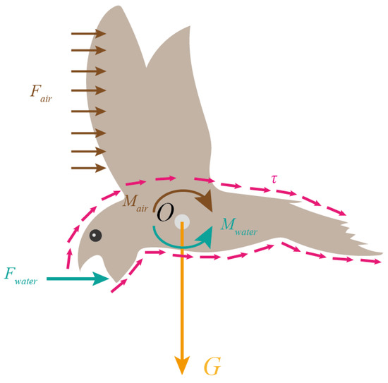 Swifts Form V-Shaped Wings While Dipping in Water to Fine-Tune Balance