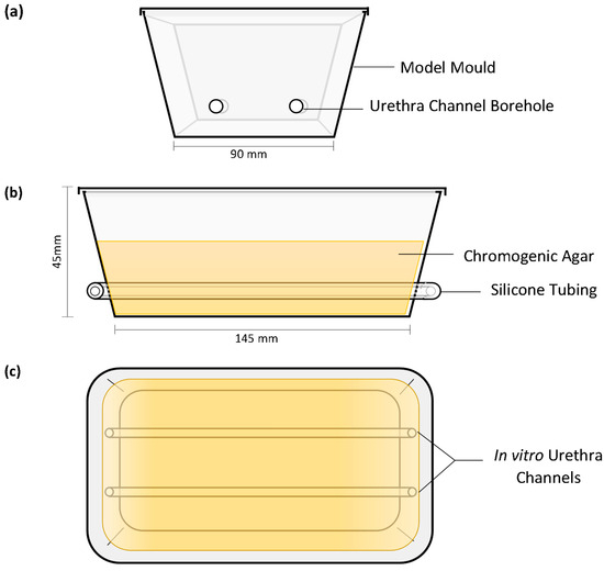 The Development of a Biomimetic Model of Bacteria Migration on ...