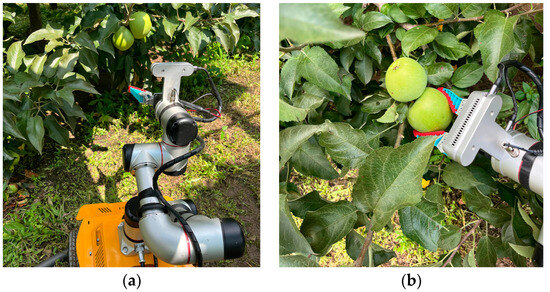 Apple-Harvesting Robot Based on the YOLOv5-RACF Model