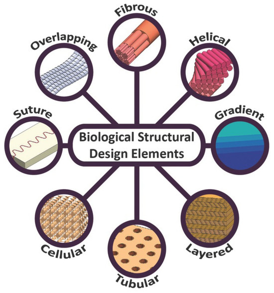 Nature’s Load-Bearing Design Principles and Their Application in ...