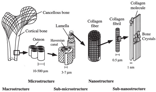 Nature’s Load-Bearing Design Principles and Their Application in ...