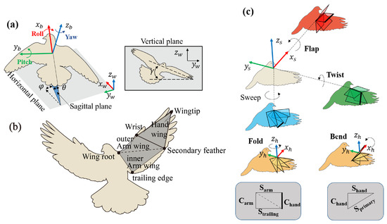Characterization of Wing Kinematics by Decoupling Joint Movement in the ...