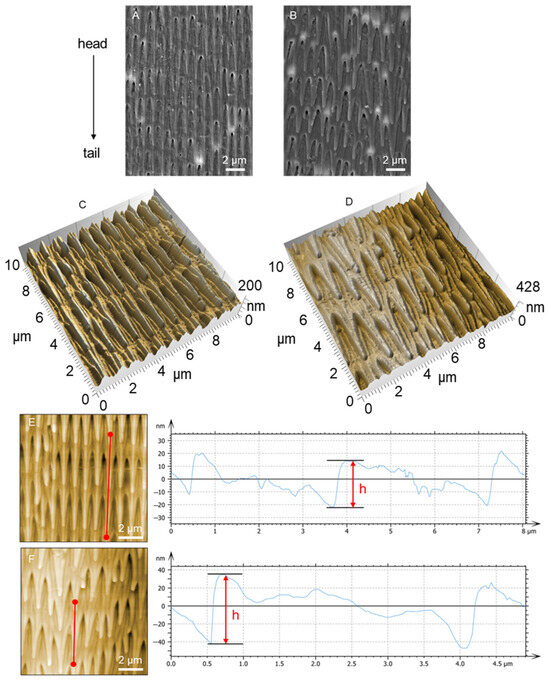 Effect of Surface Morphology and Internal Structure on the Tribological ...