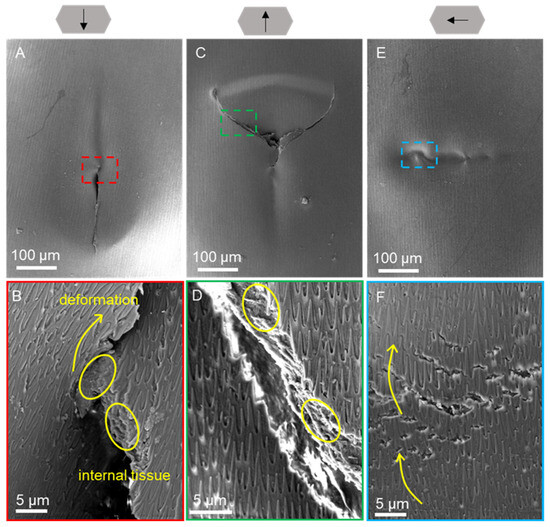 Effect of Surface Morphology and Internal Structure on the Tribological ...