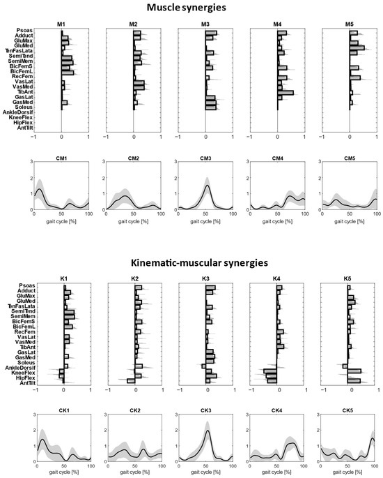 Kinematic–Muscular Synergies Describe Human Locomotion with a Set of ...