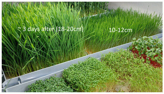 Biofeedback-Based Closed-Loop Phytoactuation in Vertical Farming and ...