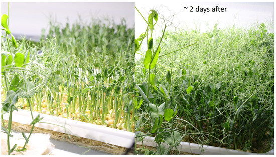 Biofeedback-Based Closed-Loop Phytoactuation in Vertical Farming and ...