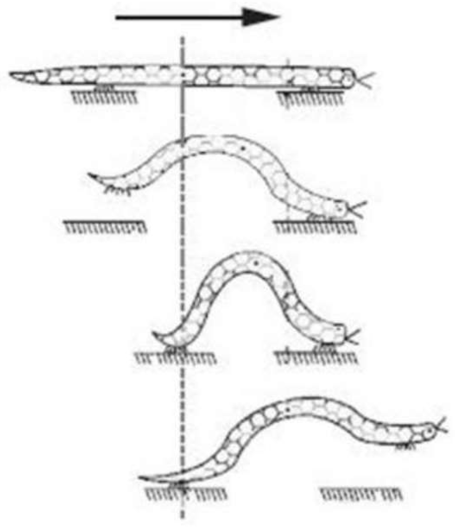 Optimal DMD Koopman Data-Driven Control of a Worm Robot
