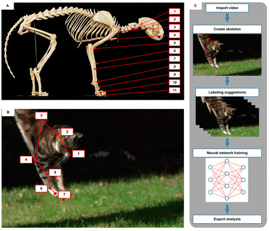 Analysis of Cushioned Landing Strategies of Cats Based on Posture ...