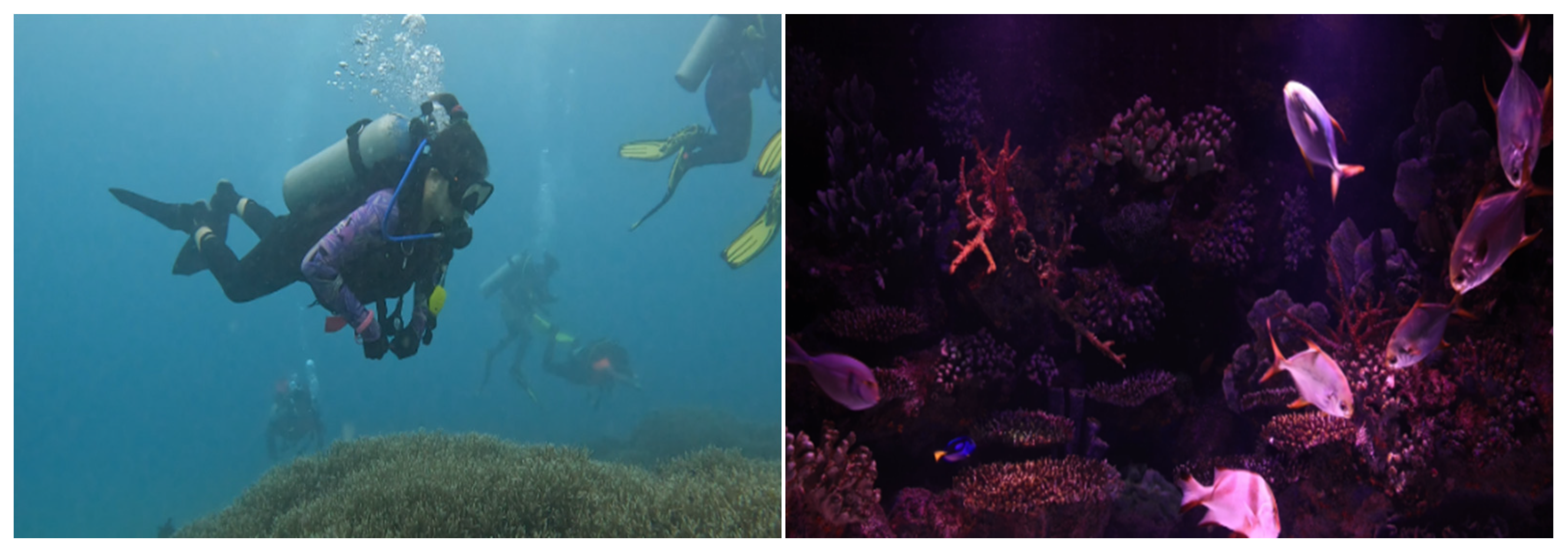 A Dynamic Interference Detection Method Of Underwater Scenes Based On Deep Learning And