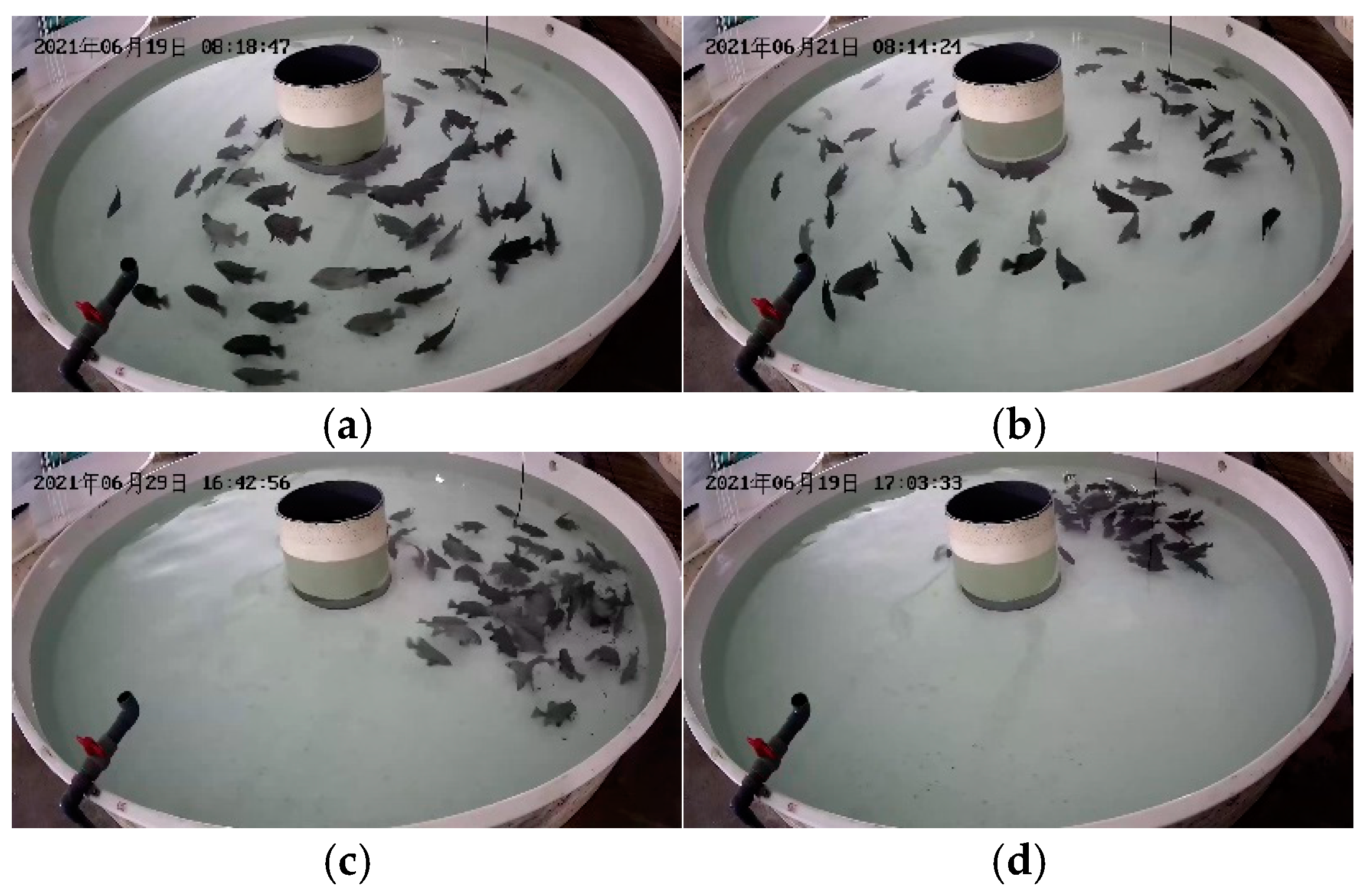 Conceptual Validation of High-Precision Fish Feeding Behavior ...