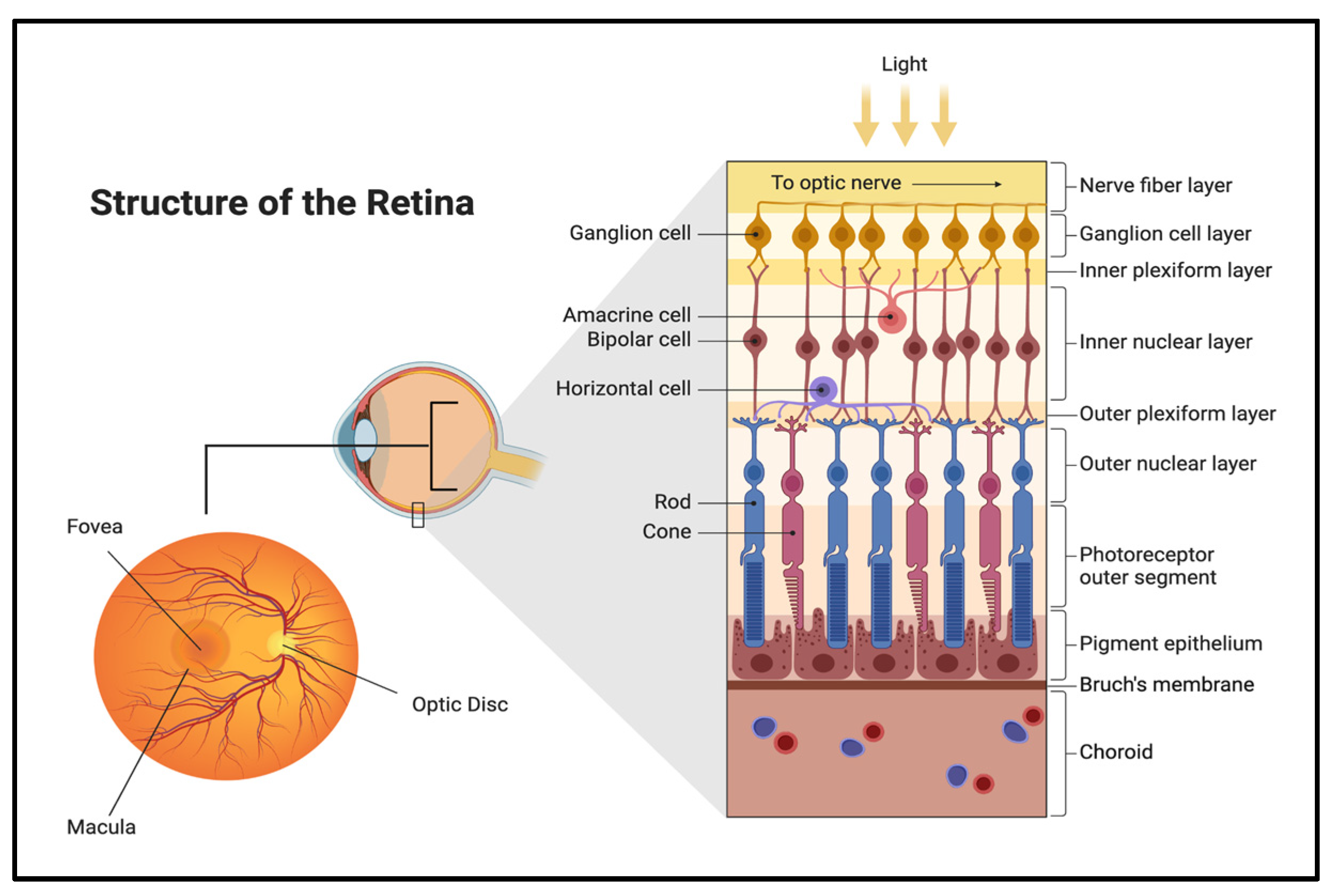Three-Dimensional Bioprinting for Retinal Tissue Engineering