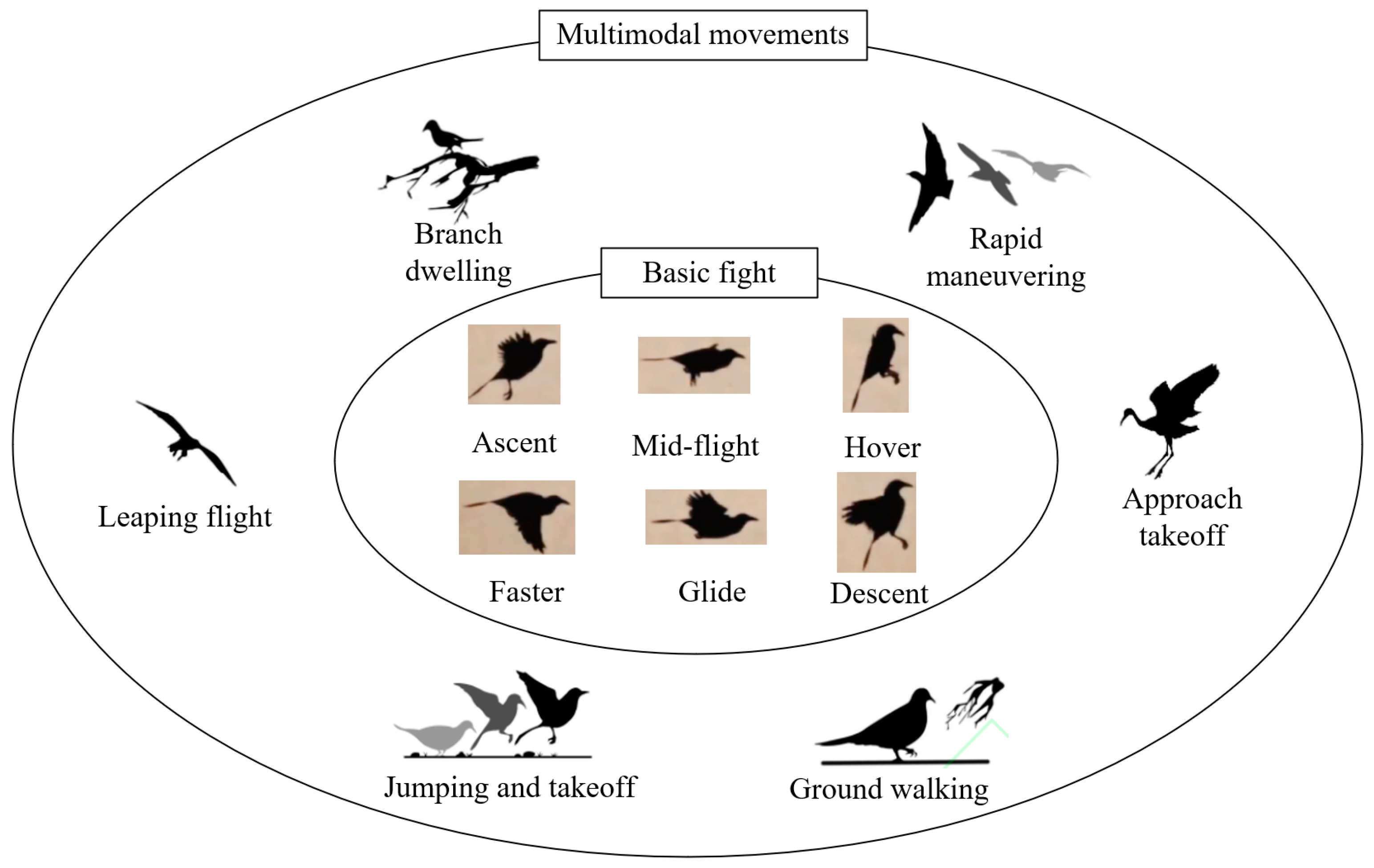 Structural Design and Kinematic Modeling of Highly Biomimetic Flapping-Wing Aircraft with ...