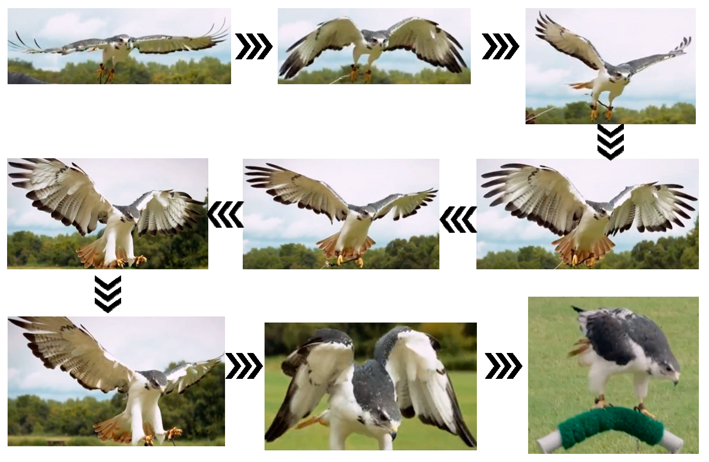 Structural Design and Kinematic Modeling of Highly Biomimetic Flapping-Wing Aircraft with ...