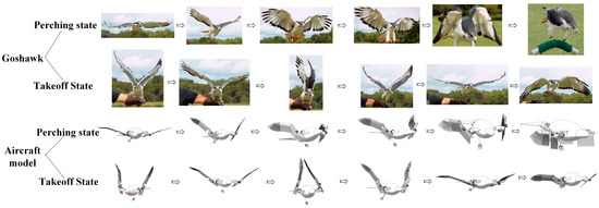 Structural Design and Kinematic Modeling of Highly Biomimetic Flapping-Wing Aircraft with ...