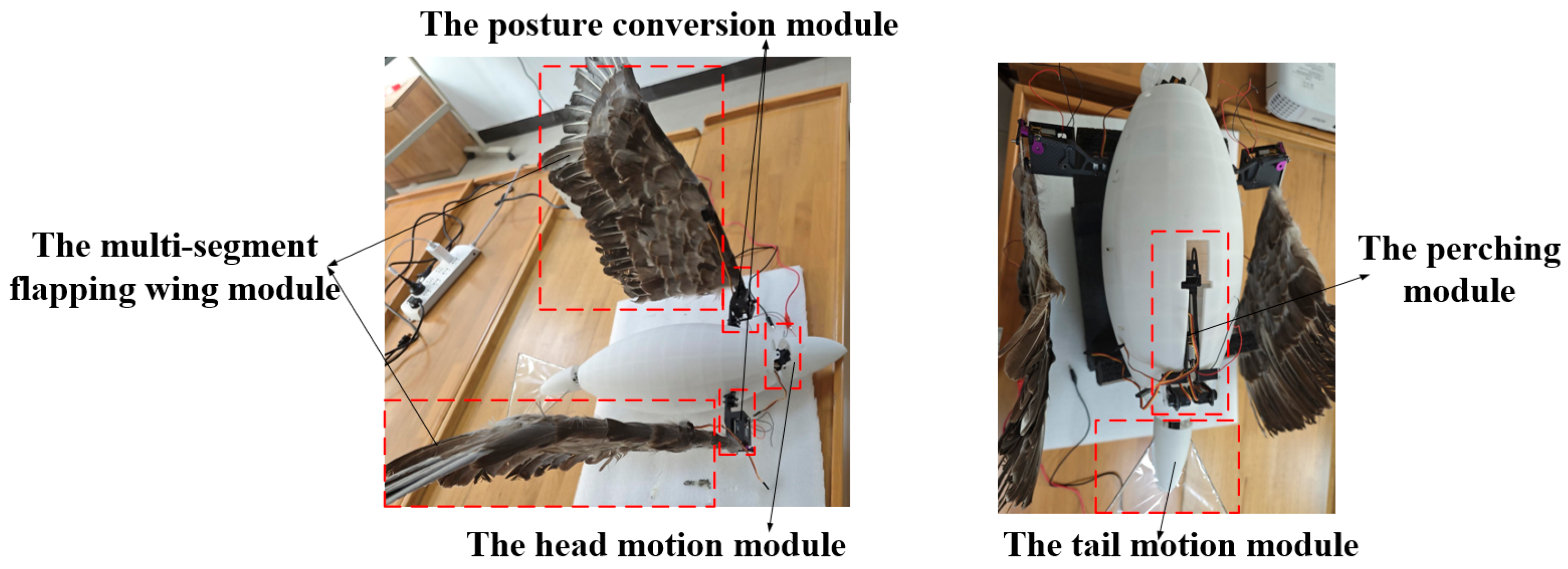 Structural Design and Kinematic Modeling of Highly Biomimetic Flapping-Wing Aircraft with ...