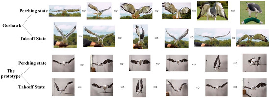 Structural Design and Kinematic Modeling of Highly Biomimetic Flapping-Wing Aircraft with ...