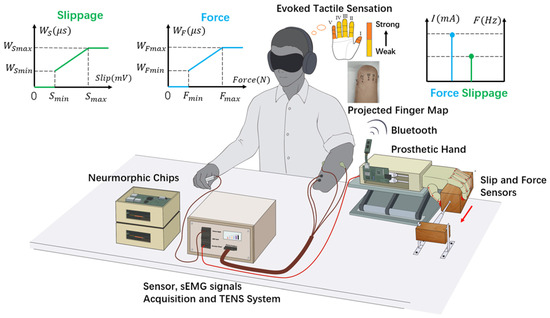 Biomimetic Strategies of Slip Sensing, Perception, and Protection in ...