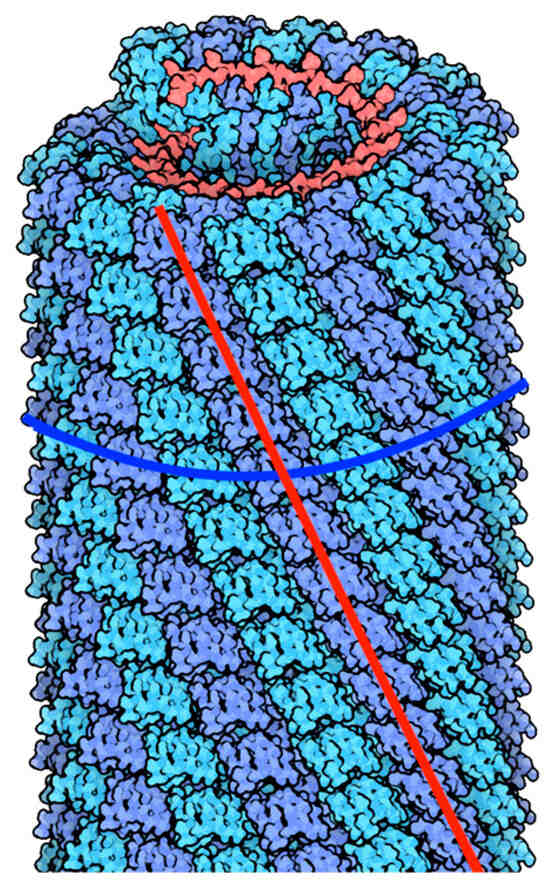 3D-Printed Self-Assembling Helical Models for Exploring Viral Capsid ...