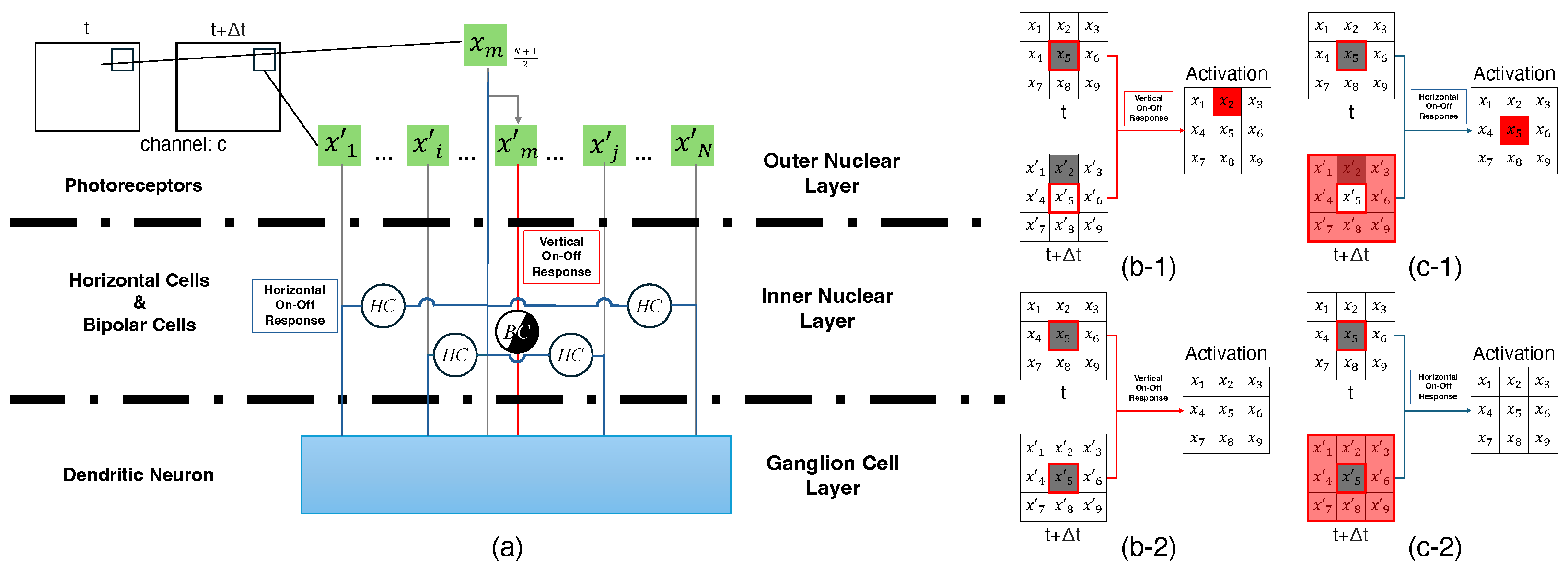 Learning Dendritic-Neuron-Based Motion Detection for RGB Images: A Biomimetic Approach