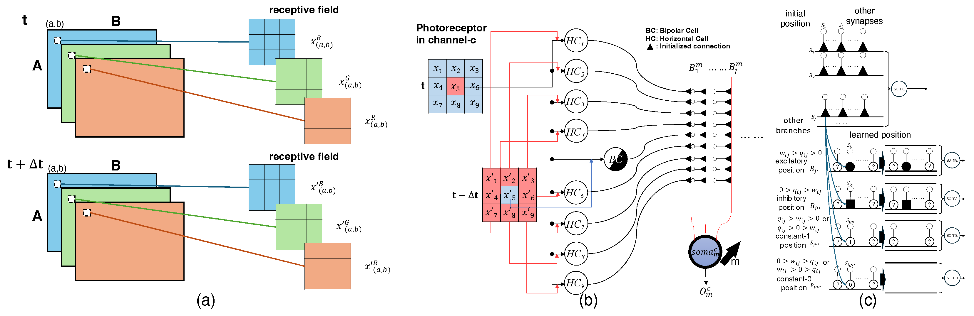 Learning Dendritic-Neuron-Based Motion Detection for RGB Images: A Biomimetic Approach