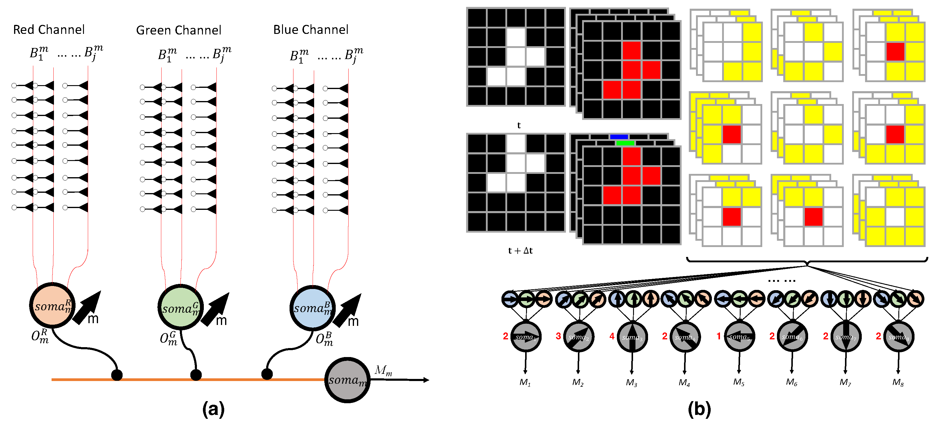 Learning Dendritic-Neuron-Based Motion Detection for RGB Images: A Biomimetic Approach