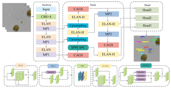 FE-YOLO: An Efficient Deep Learning Model Based on Feature-Enhanced YOLOv7 for Microalgae ...