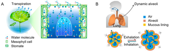Bioinspired Design and Applications of Liquid Gating Gas Valve Membranes
