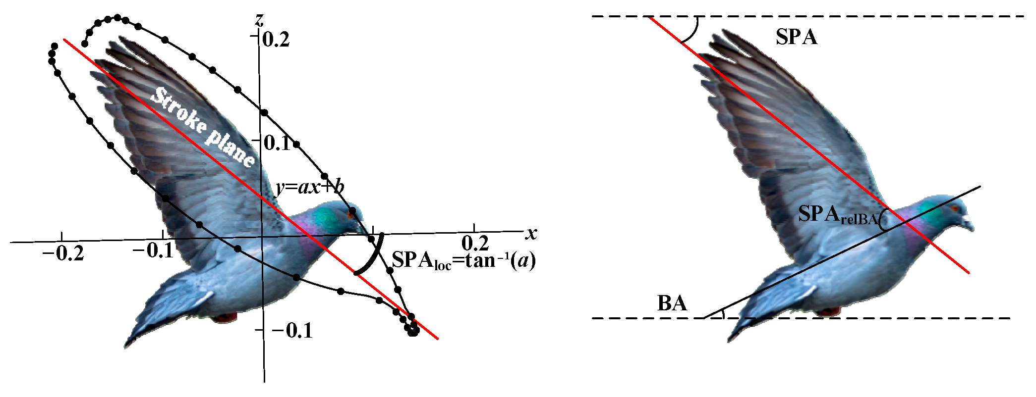 Structure Design and Kinematic Modeling of a Robotic Bird Attitude Transformation Mechanism ...