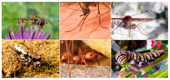 The Right Tool for the Job: A Review of Insect Mouthparts as a Tool Kit ...