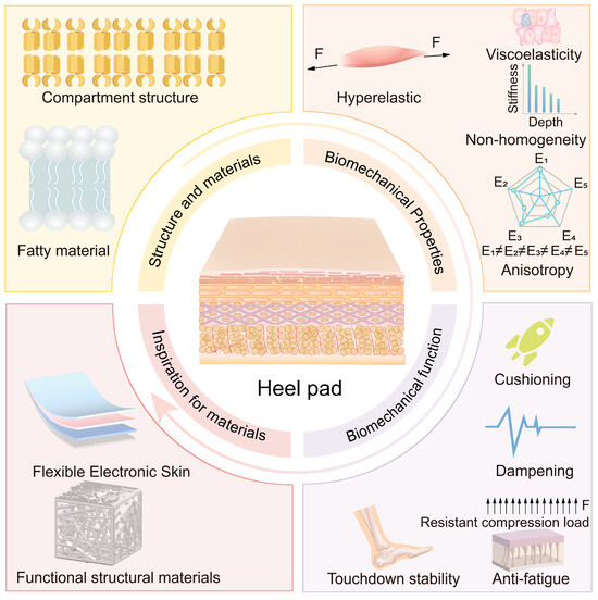 Materials and Structures Inspired by Human Heel Pads for Advanced ...