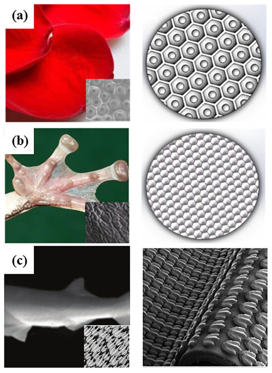 Tribological Effects of Surface Biomimetic Micro–Nano Textures on Metal ...