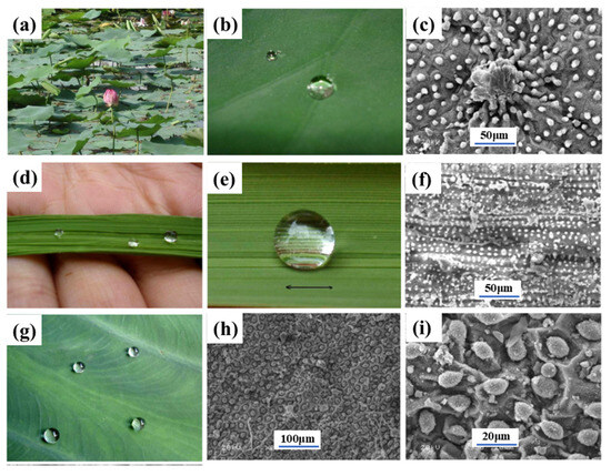Tribological Effects of Surface Biomimetic Micro–Nano Textures on Metal ...
