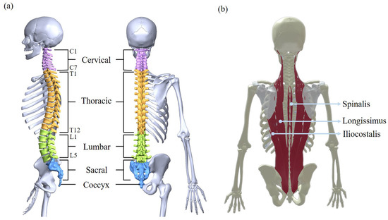 Development of a Passive Back-Support Exoskeleton Mimicking Human Spine ...