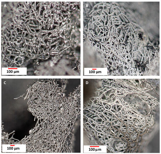 Development of Magnetic Sponges Using Steel Melting on 3D Carbonized ...