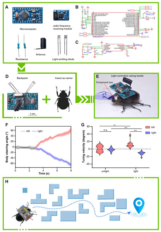 Light-Guided Cyborg Beetles: An Analysis of the Phototactic Behavior ...