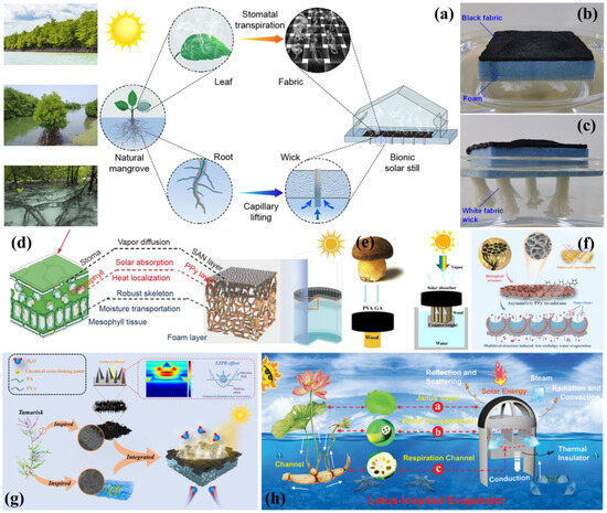 Recent Advances in Biomimetic Porous Materials for Real-World Applications