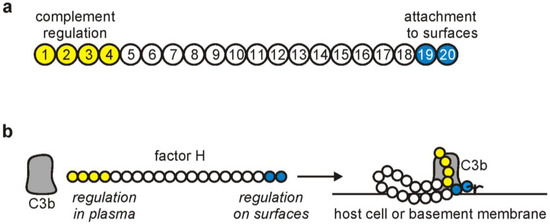 Factor H: A Complement Regulator in Health and Disease, and a Mediator ...