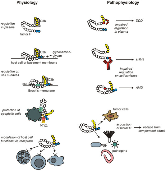 Biomolecules | Free Full-Text | Factor H: A Complement Regulator in ...