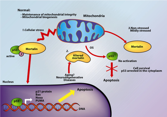 Mortalin, Apoptosis, and Neurodegeneration