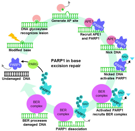 Functional Aspects of PARP1 in DNA Repair and Transcription