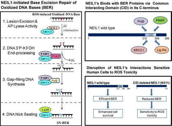 Biomolecules | Free Full-Text | Human DNA Glycosylase NEIL1’s Interactions with Downstream ...