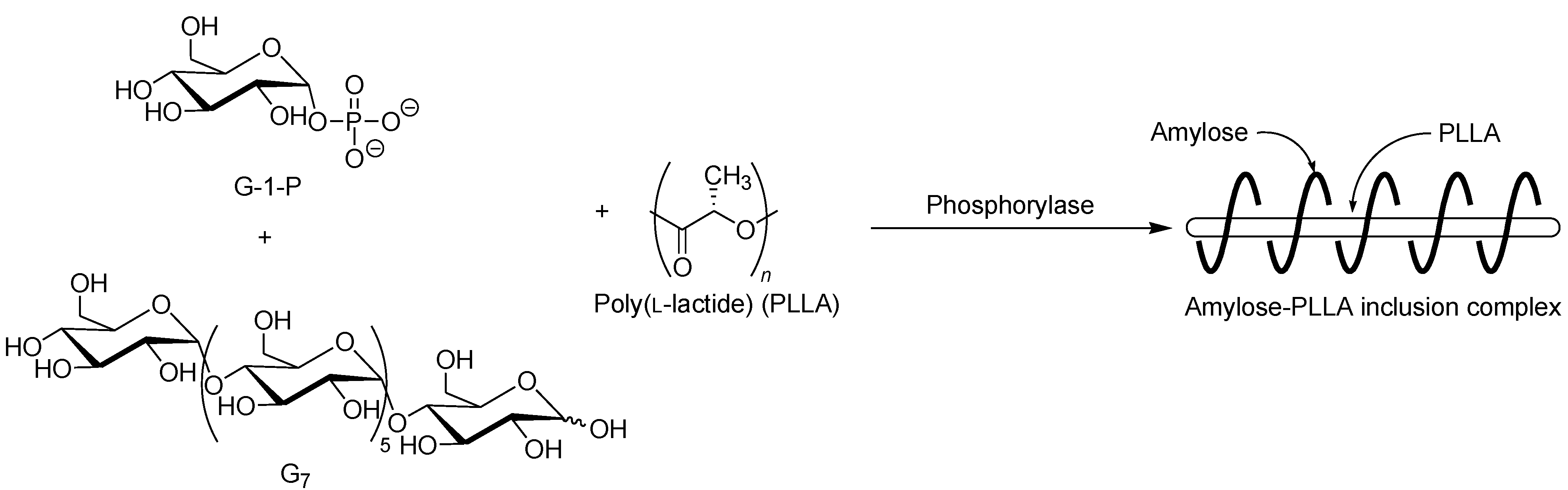 Biomolecules | Free Full-Text | Architecture of Amylose Supramolecules ...