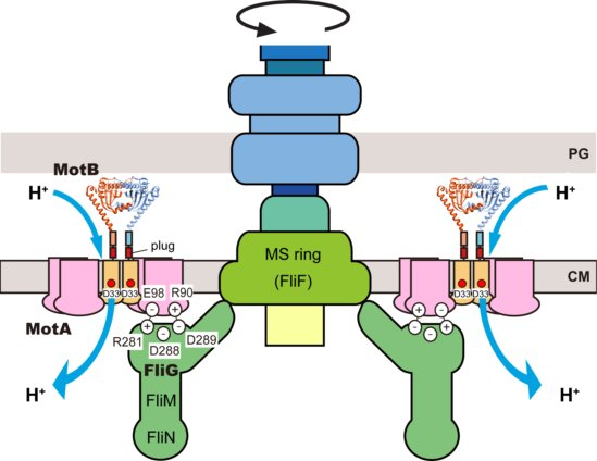 Biomolecules | Free Full-Text | Structure and Function of the Bi ...