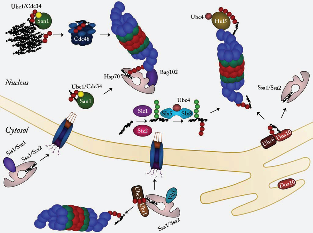 Protein Quality Control in the Nucleus
