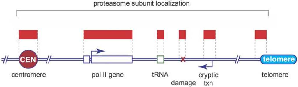Functions of the Proteasome on Chromatin