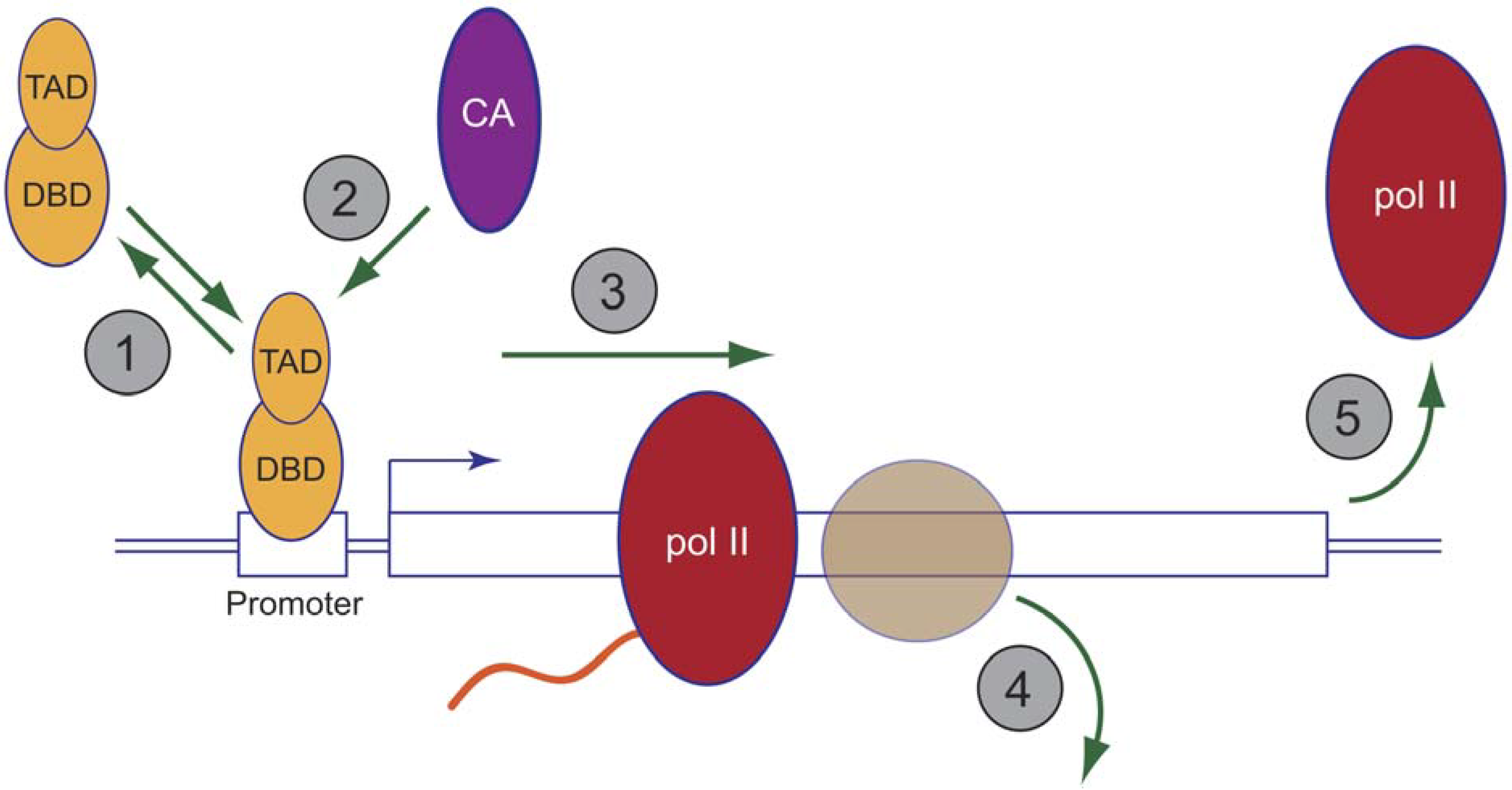 Functions of the Proteasome on Chromatin