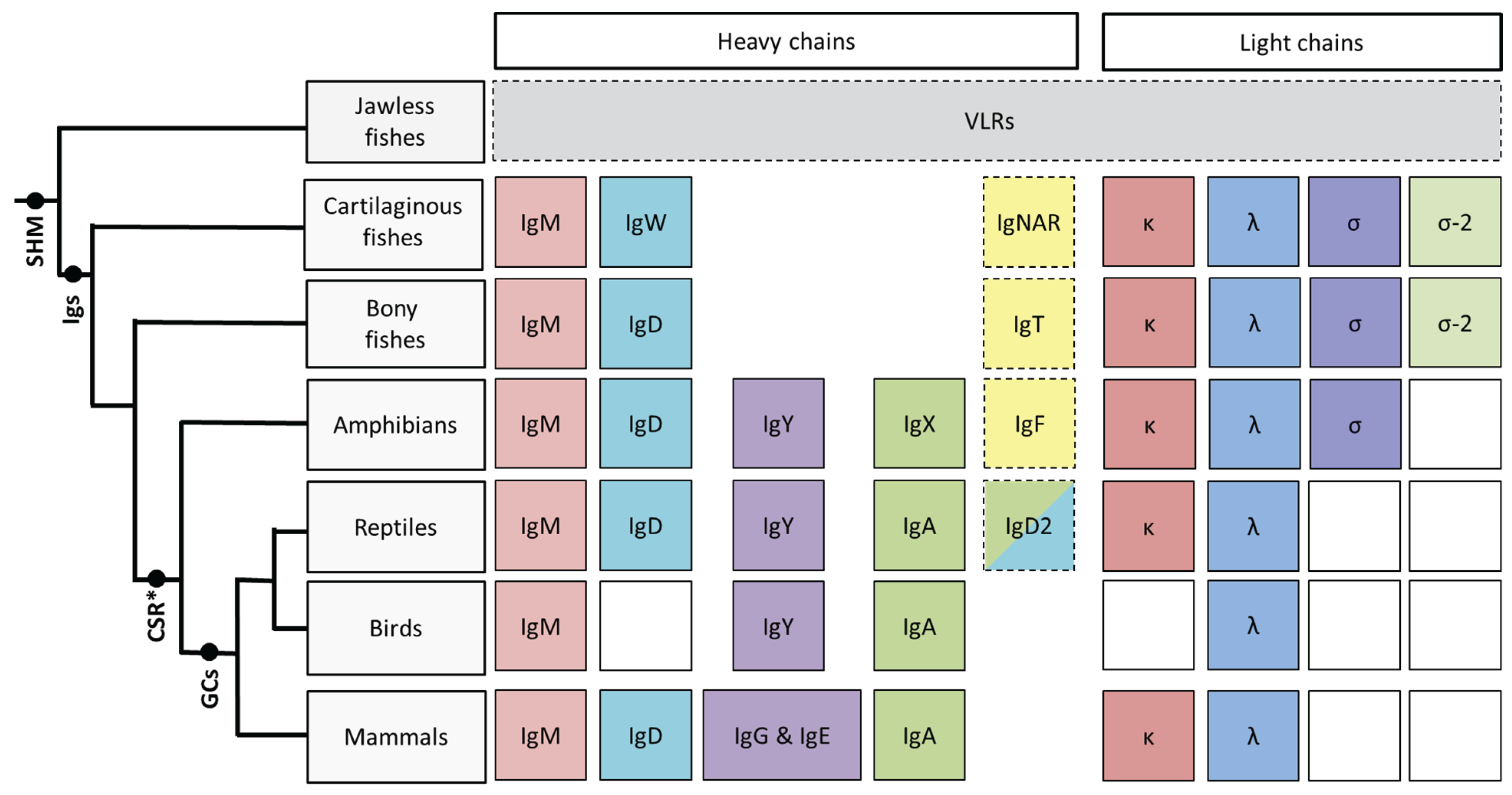 The Immunoglobulins of Cold-Blooded Vertebrates
